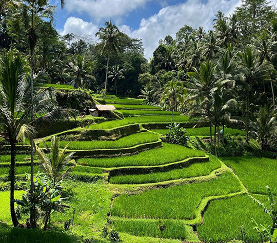 Ubud Day Trip - Bali Jhon Tour